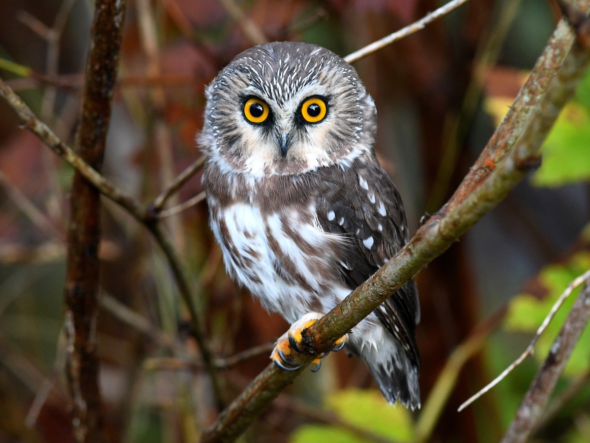 Northern Saw-whet Owl - Aegolius acadicus - Birds of the World