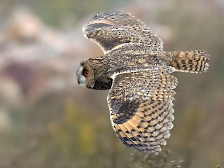 Long-eared Owl - eBird