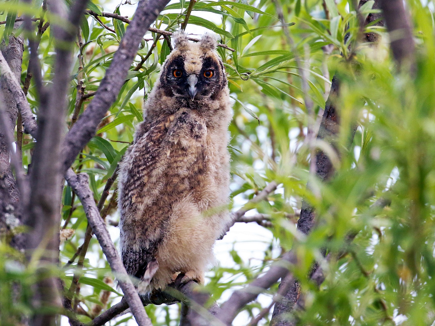 Long-eared Owl - eBird