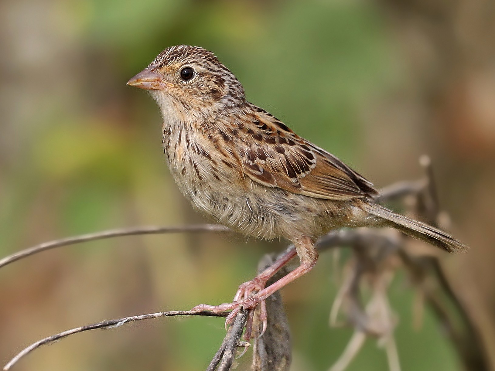 Grasshopper Sparrow - eBird