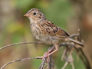 Grasshopper Sparrow - eBird