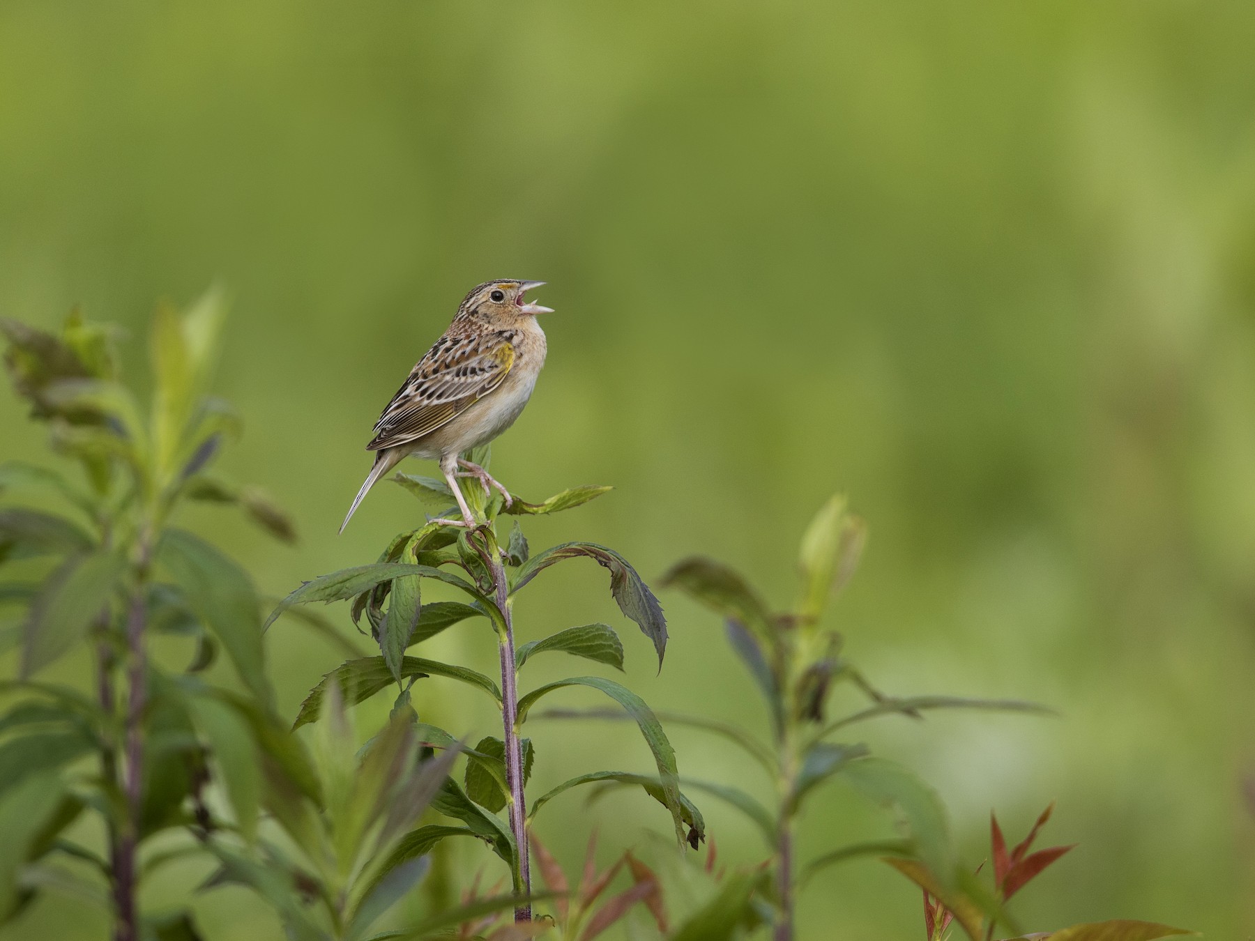 Grasshopper Sparrow - eBird