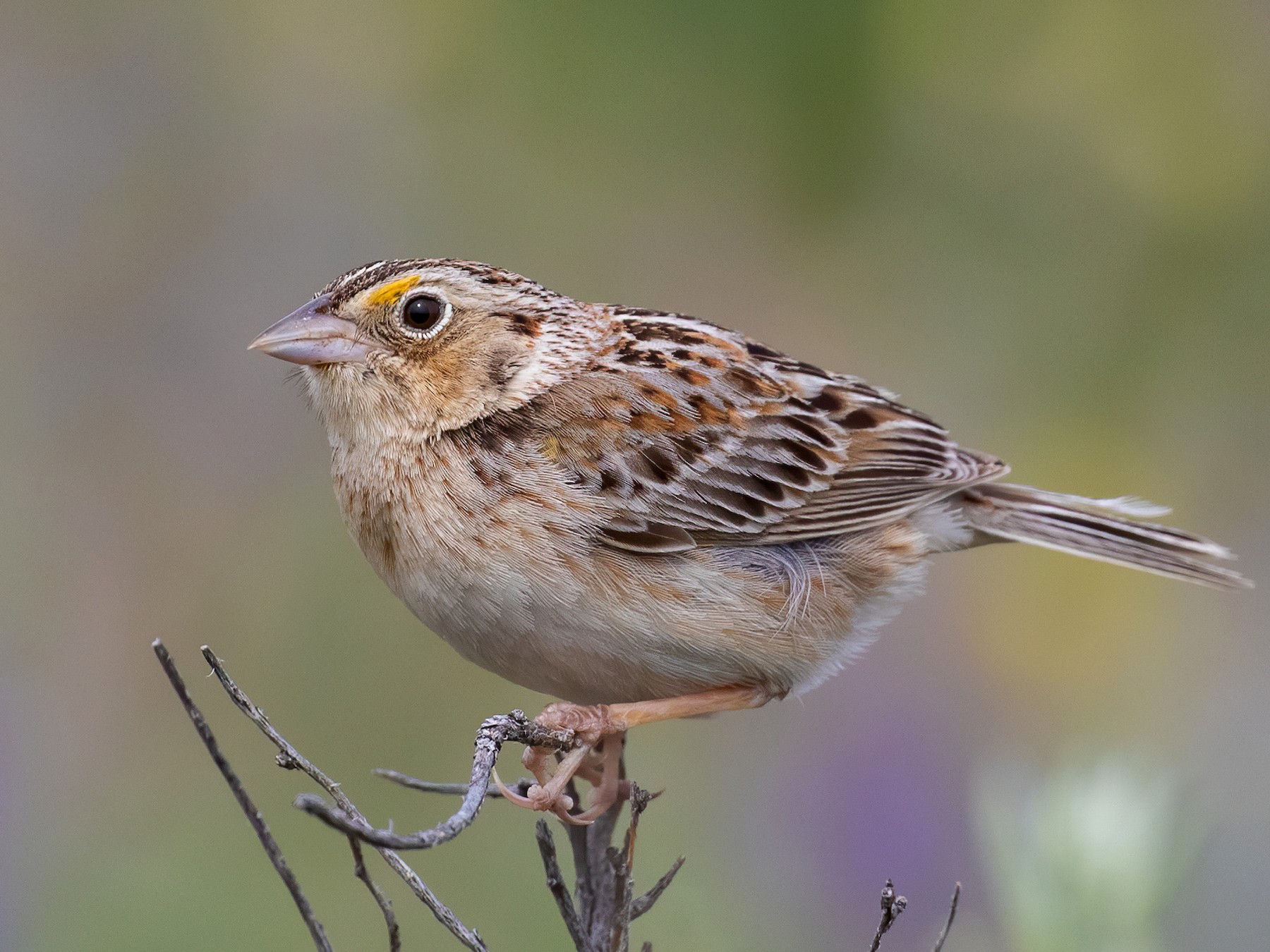Grasshopper Sparrow - eBird