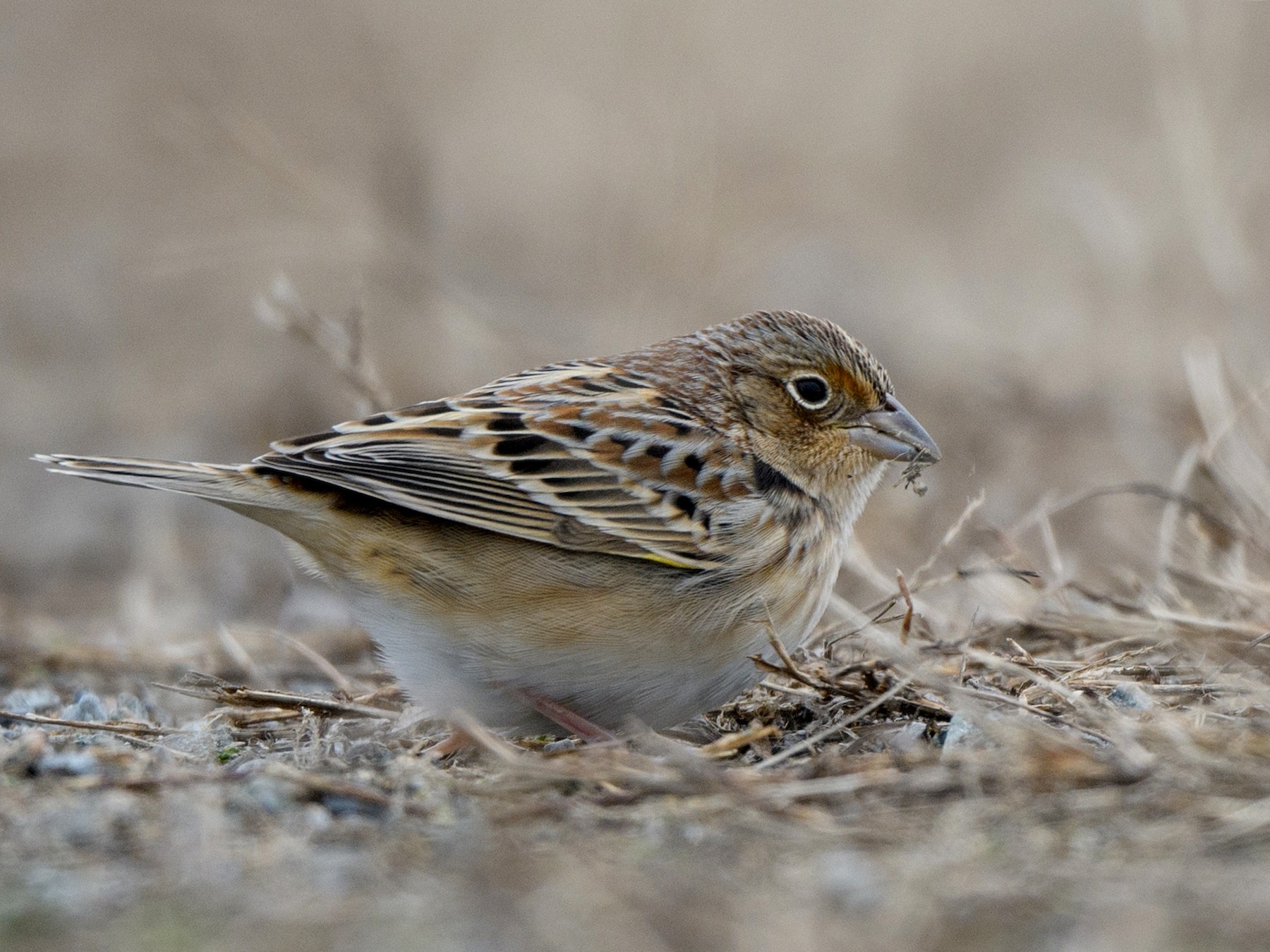 Grasshopper Sparrow - eBird