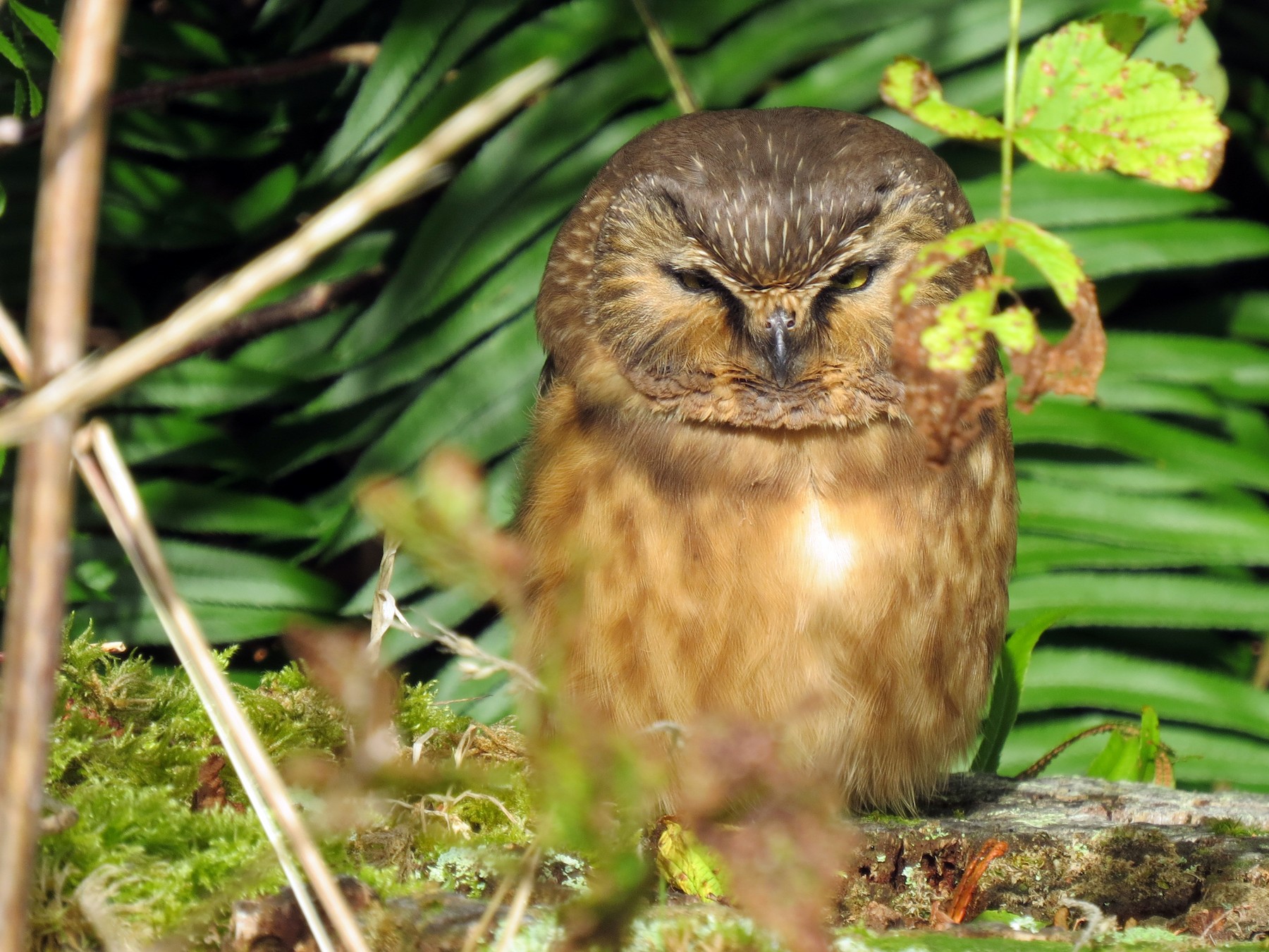 Northern Saw-whet Owl - eBird