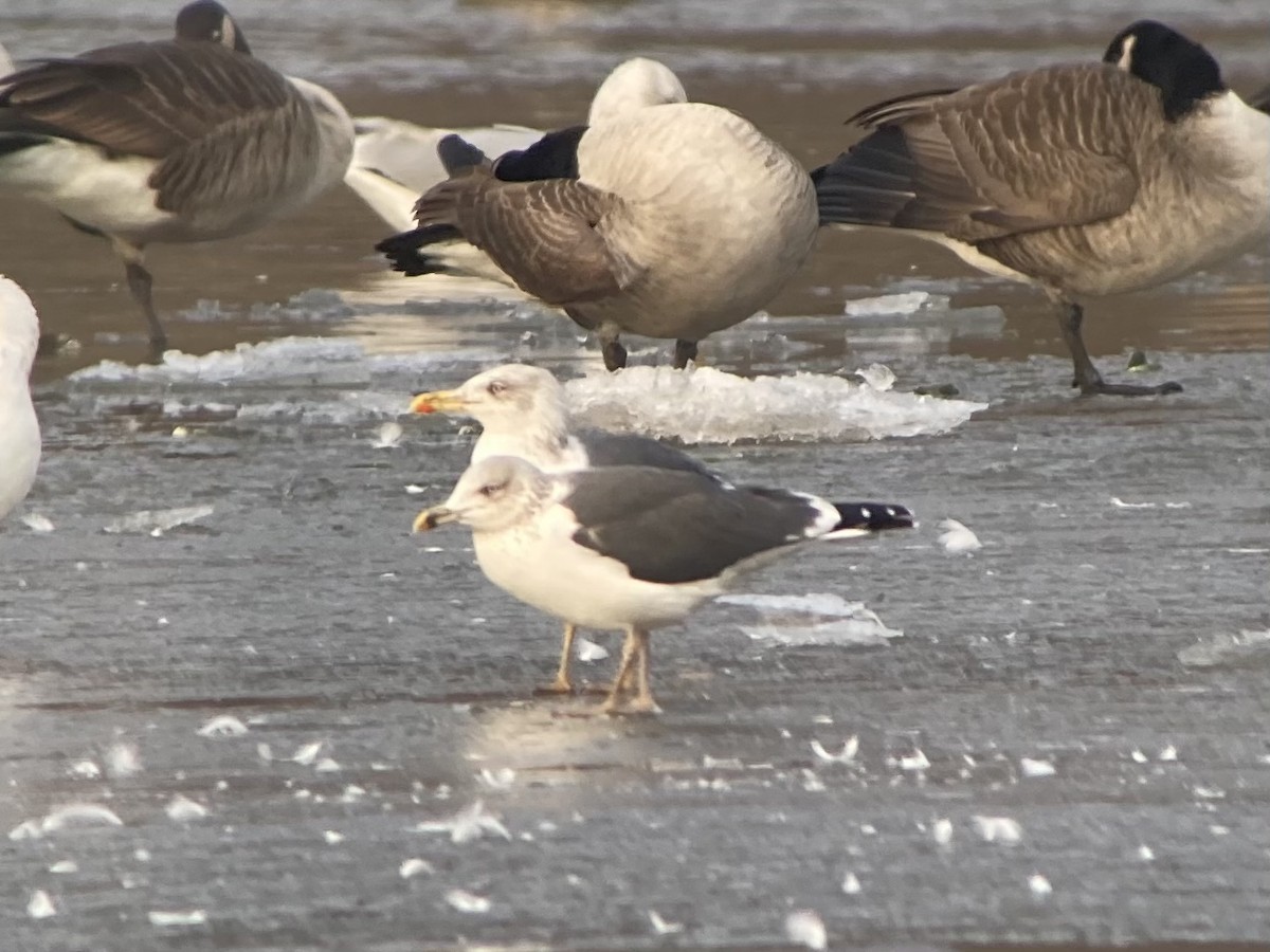 New York Breeding Bird Atlas Checklist - 13 Jan 2021 - Stewart Park ...
