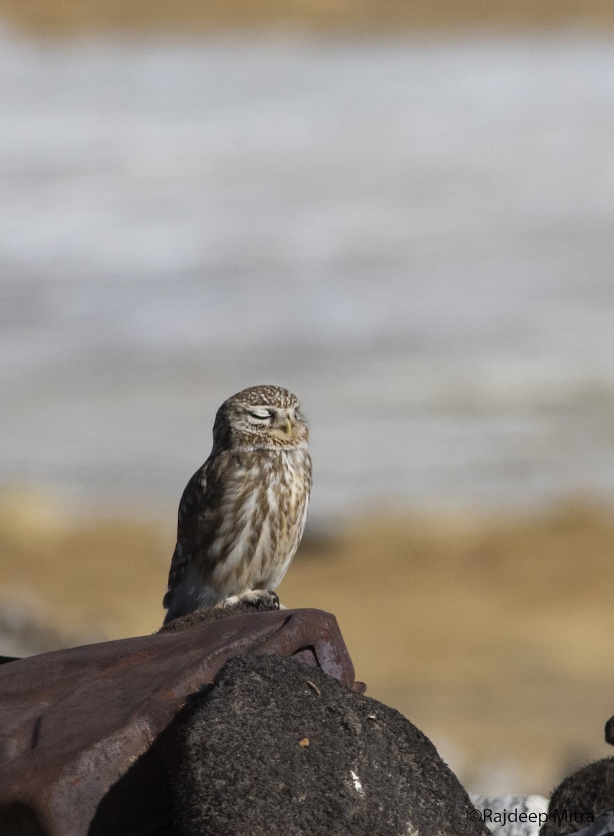 eBird Checklist - 8 Jan 2021 - Gurudongmar Lake - 16 species