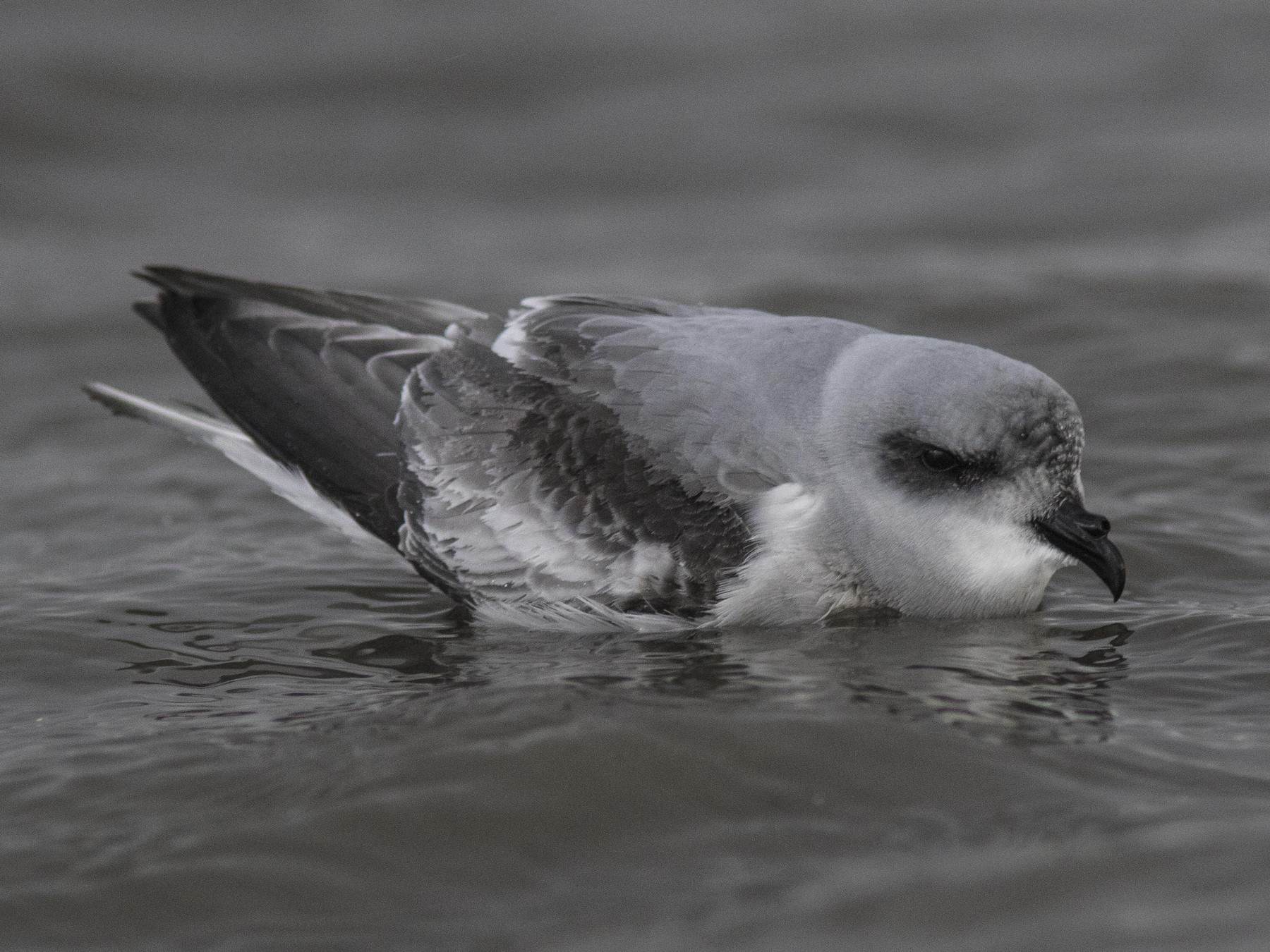 Fork-tailed Storm-Petrel - eBird