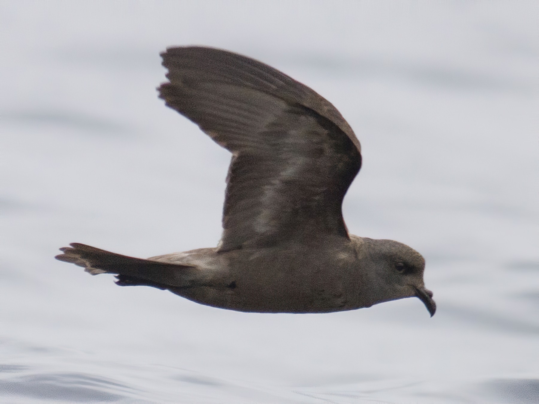 Ashy Storm-Petrel - eBird