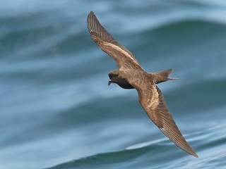 Black Storm-Petrel - eBird