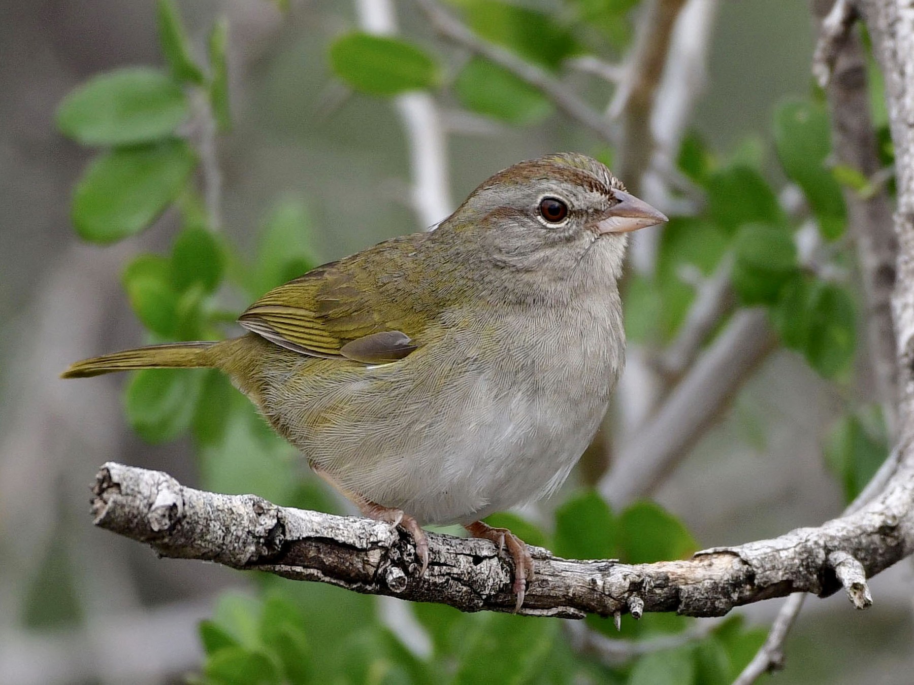 Olive Sparrow - eBird