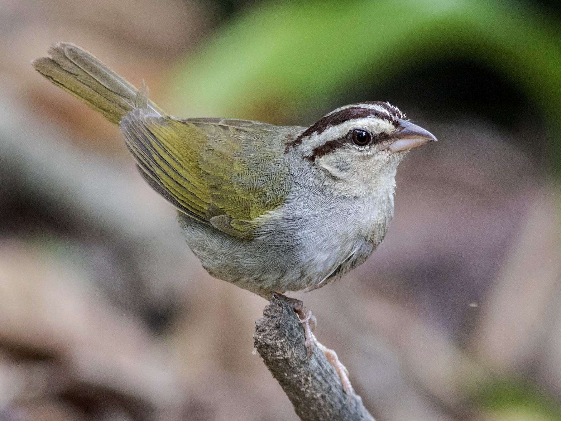 Olive Sparrow - eBird