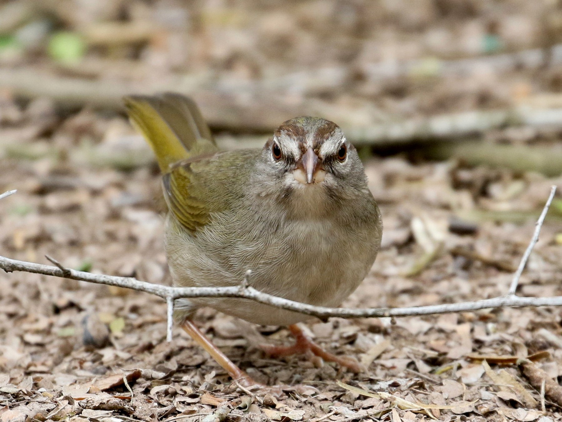 Olive Sparrow - eBird