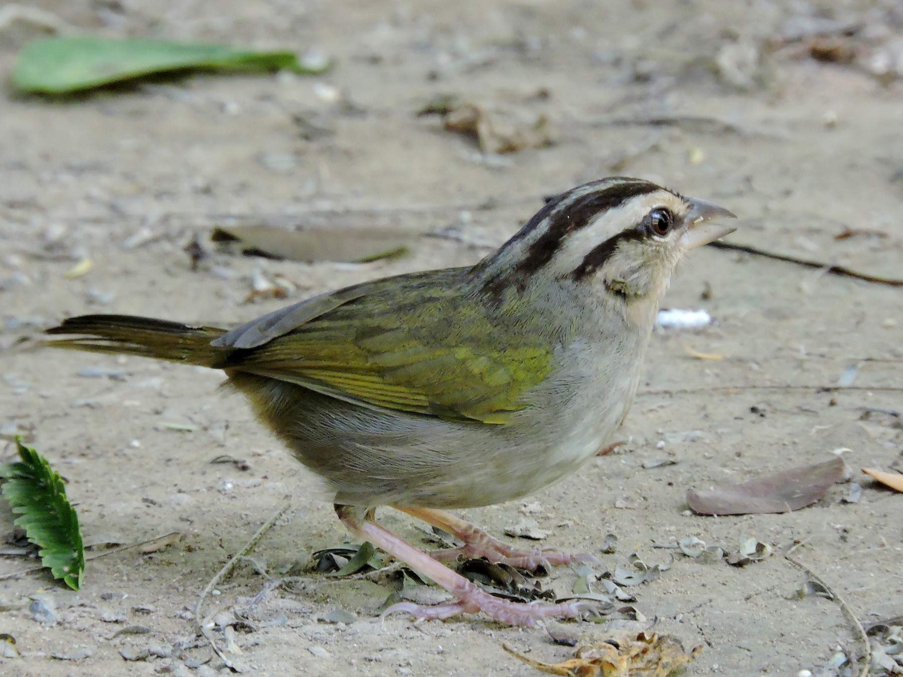 Olive Sparrow - eBird