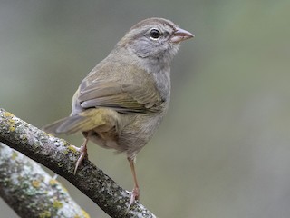 Olive Sparrow - eBird