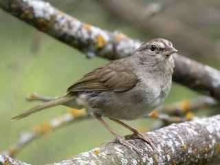 Olive Sparrow - eBird
