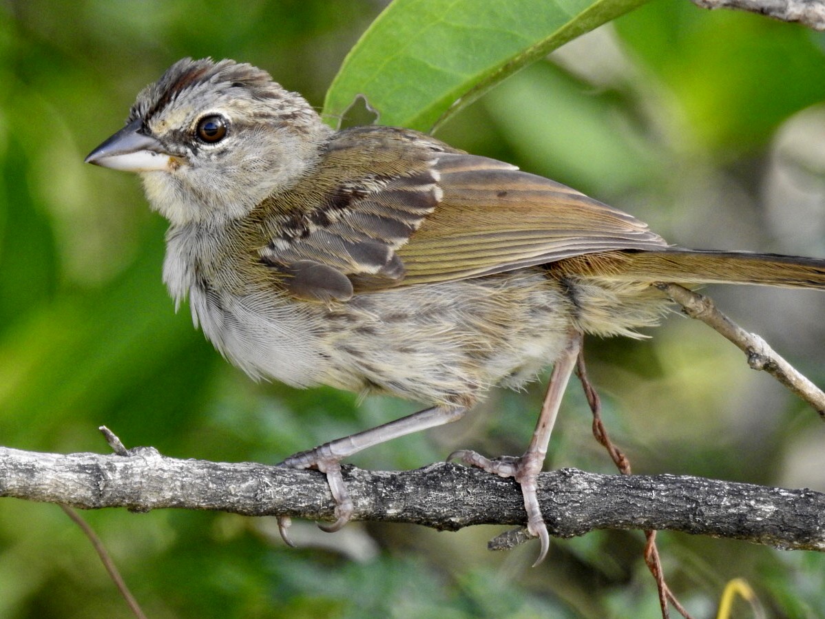Olive Sparrow - eBird