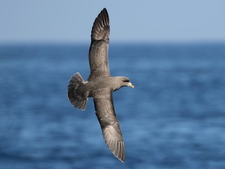 Northern Fulmar - eBird