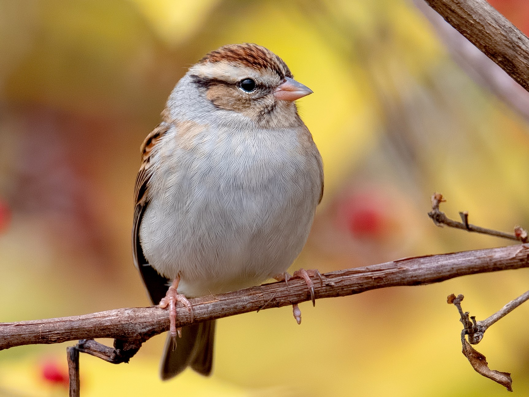 Chipping Sparrow - eBird