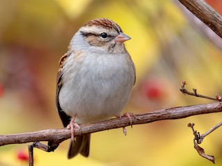 Chipping Sparrow - eBird