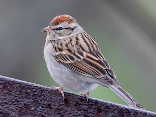 Chipping Sparrow - eBird