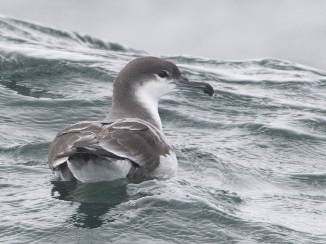Buller's Shearwater - eBird