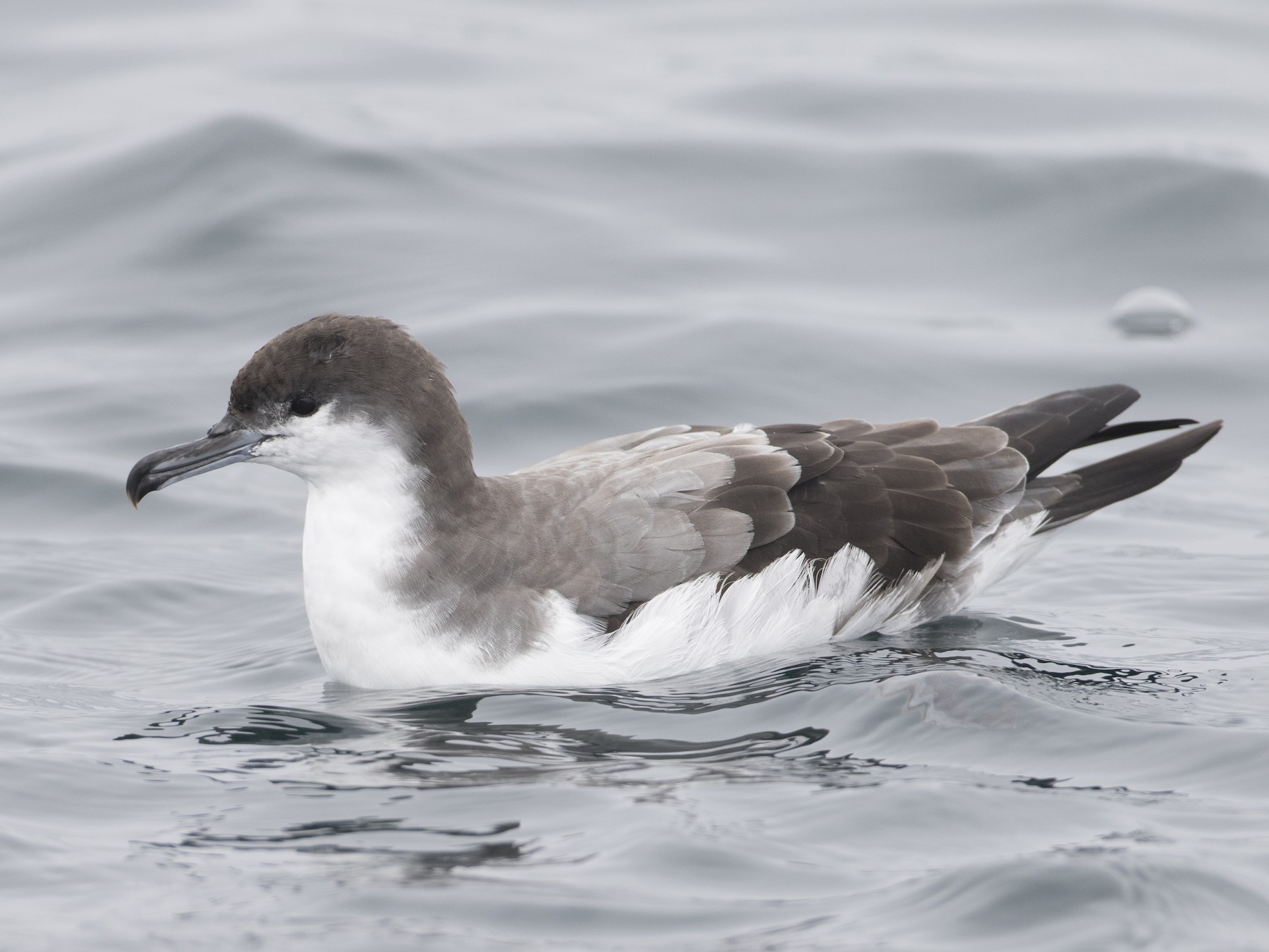 Puffin de Buller - eBird