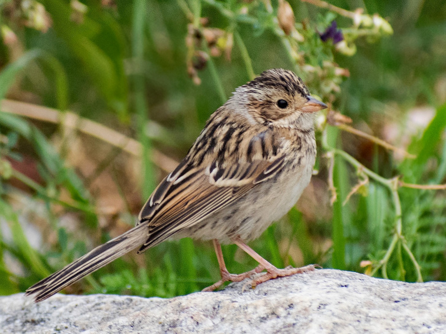Clay-colored Sparrow - eBird