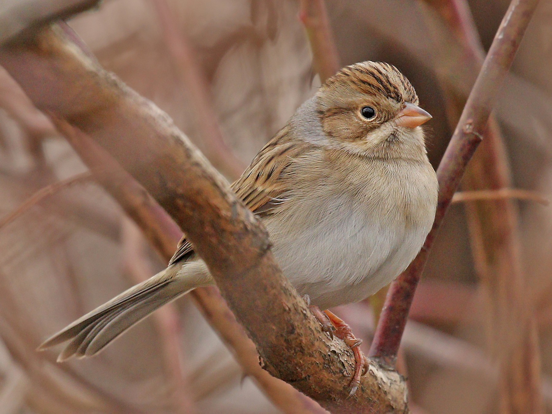 Clay-colored Sparrow - eBird