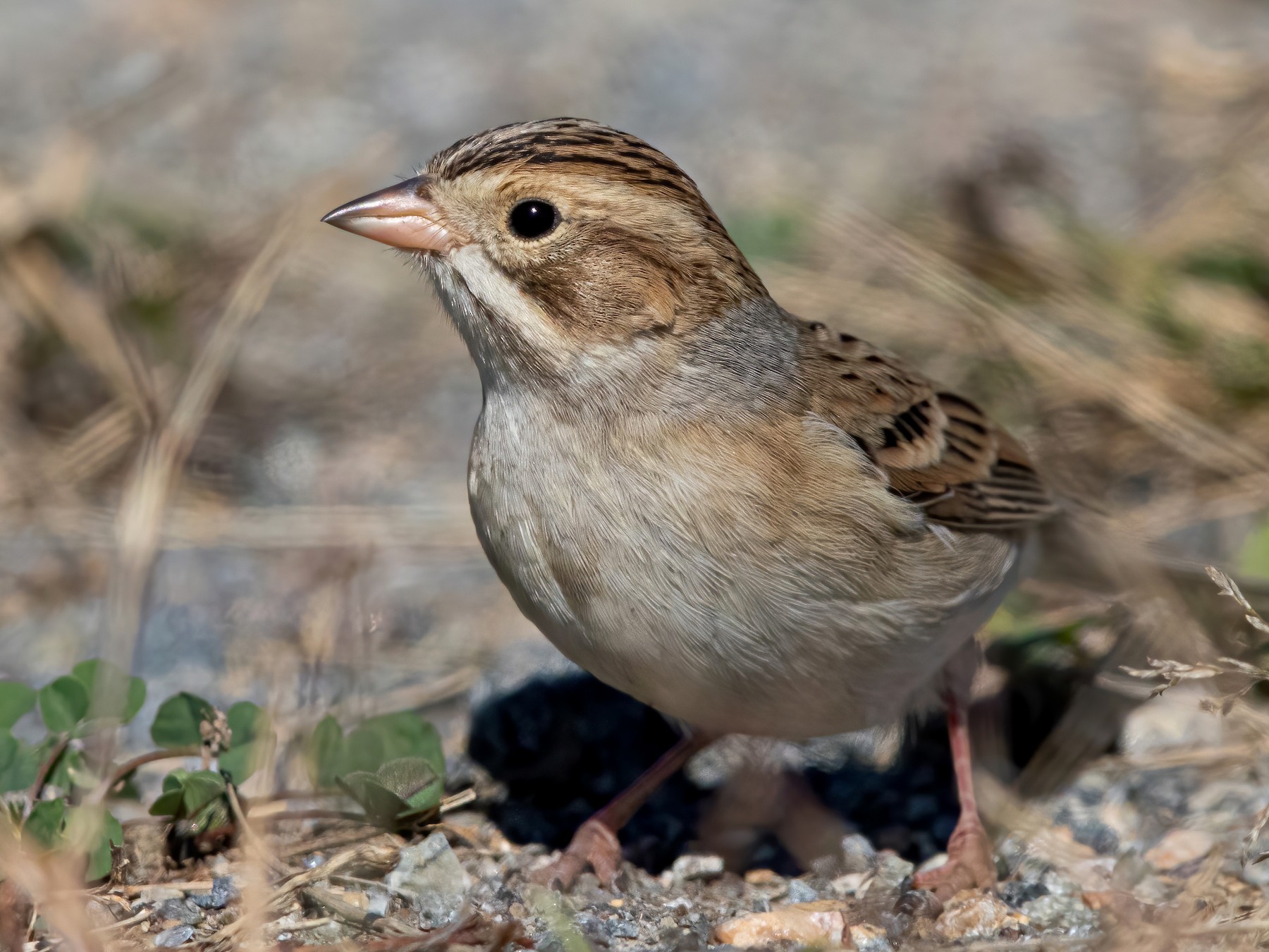 Clay-colored Sparrow - eBird