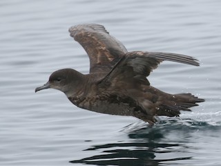 Short-tailed Shearwater - eBird
