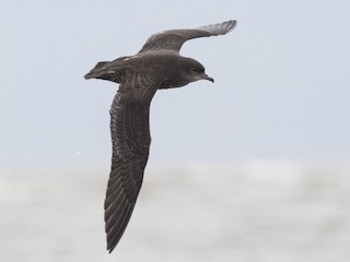 Short-tailed Shearwater - eBird