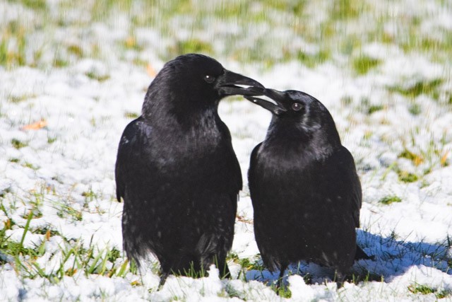 Understanding Breeding Codes - North Carolina Bird Atlas