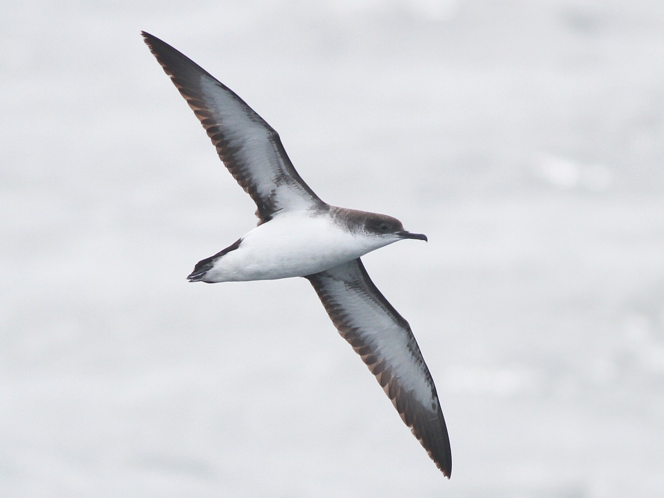 Manx Shearwater - eBird