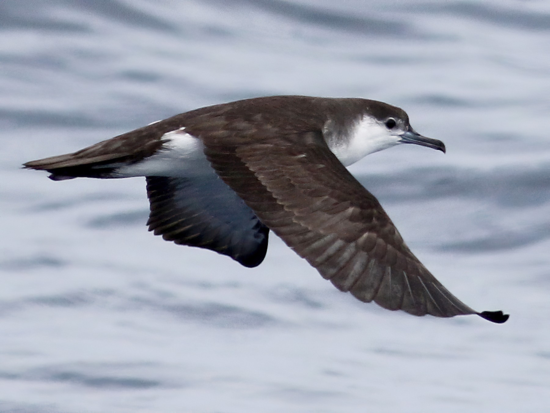 Audubon's Shearwater - eBird