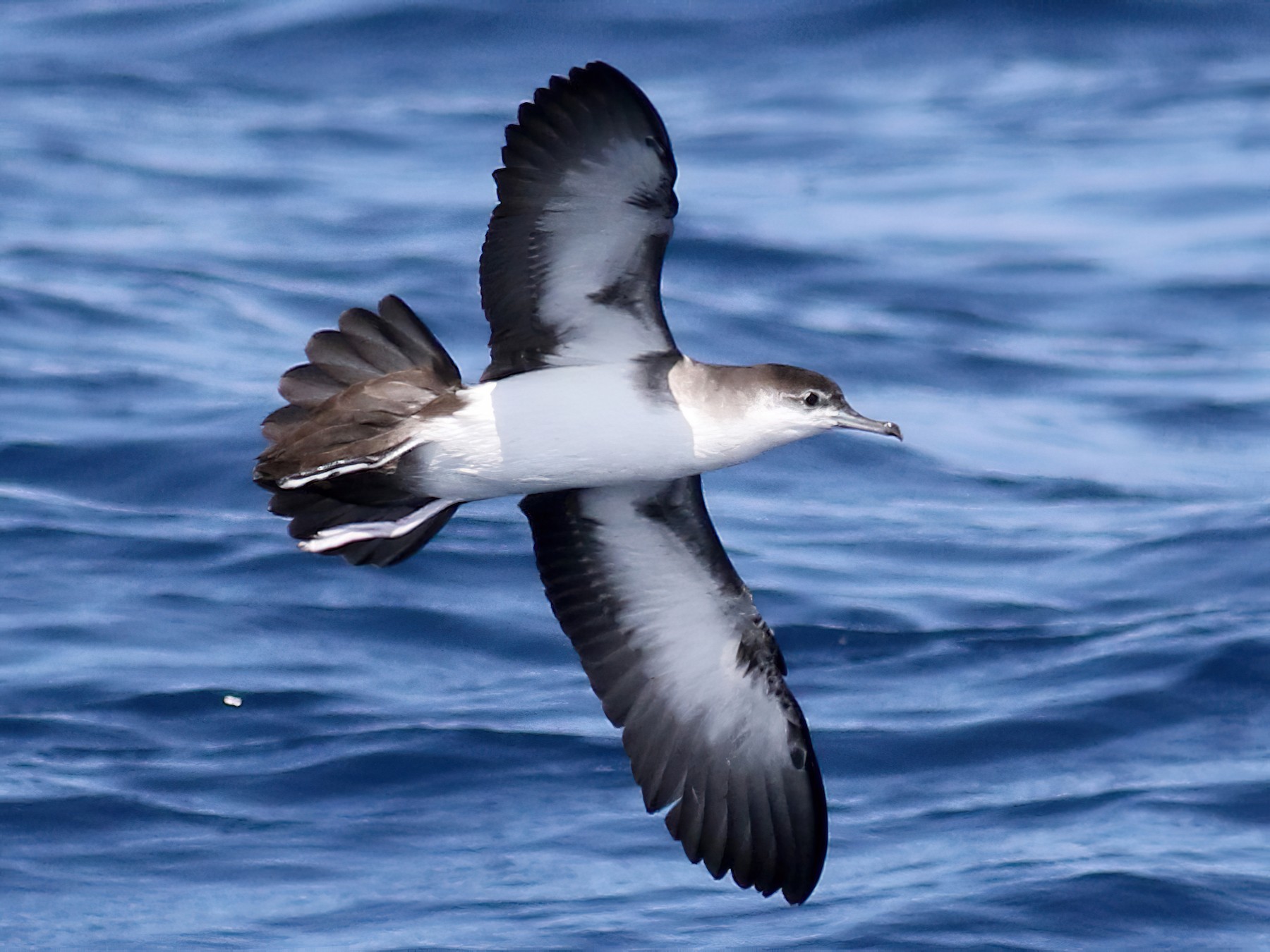 Puffin d'Audubon - eBird