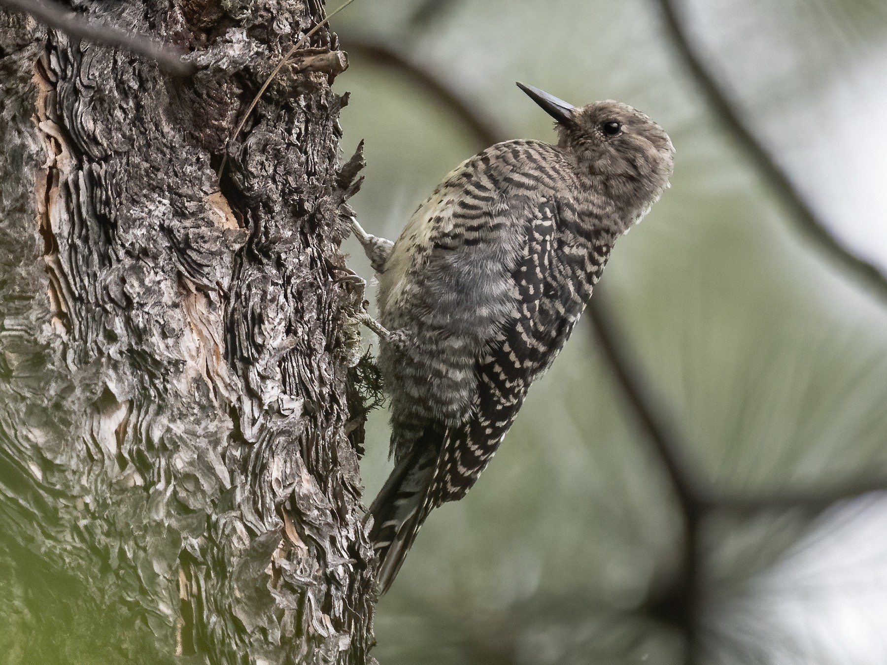 Williamson's Sapsucker - eBird