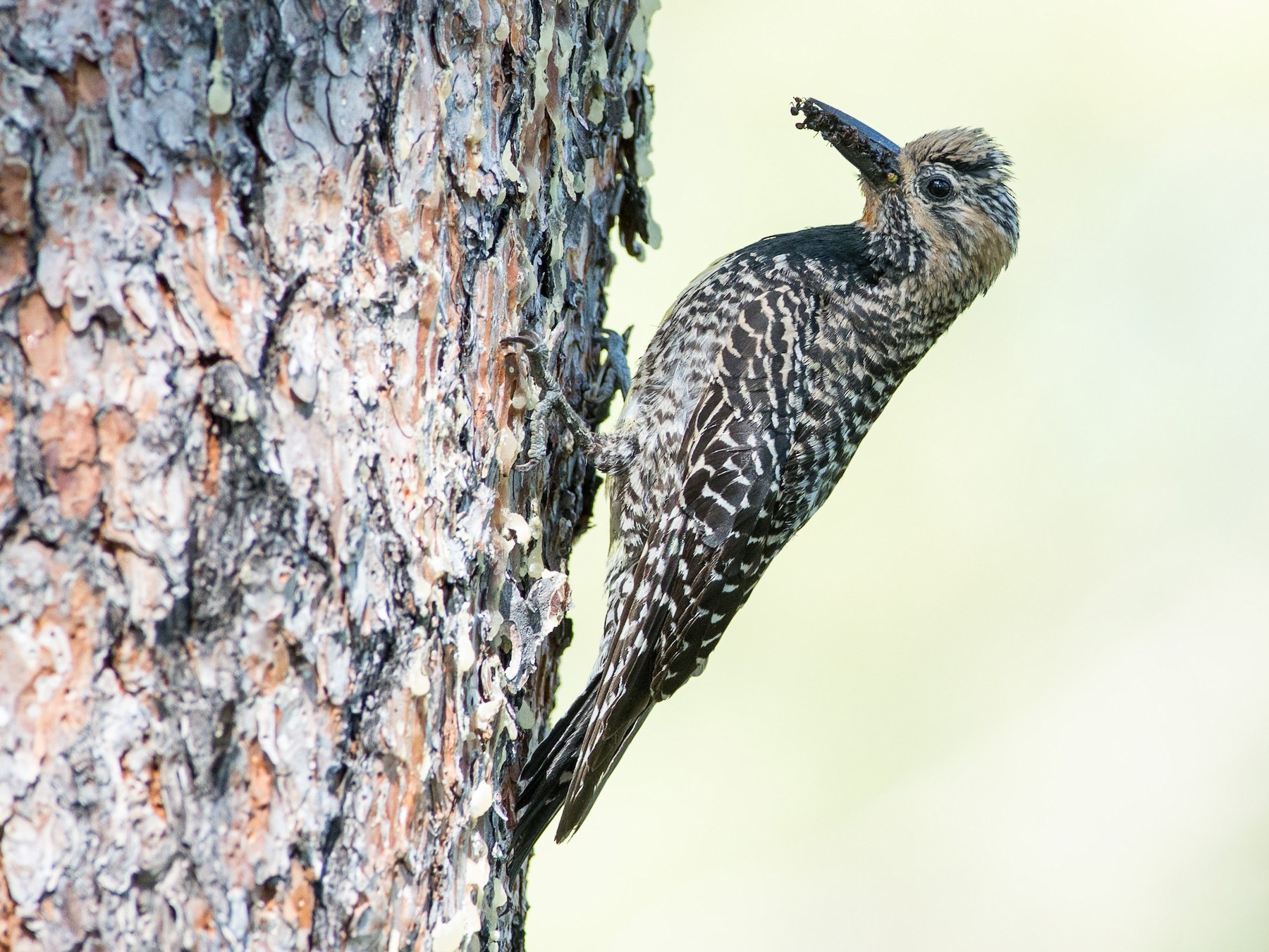 Williamson's Sapsucker - eBird