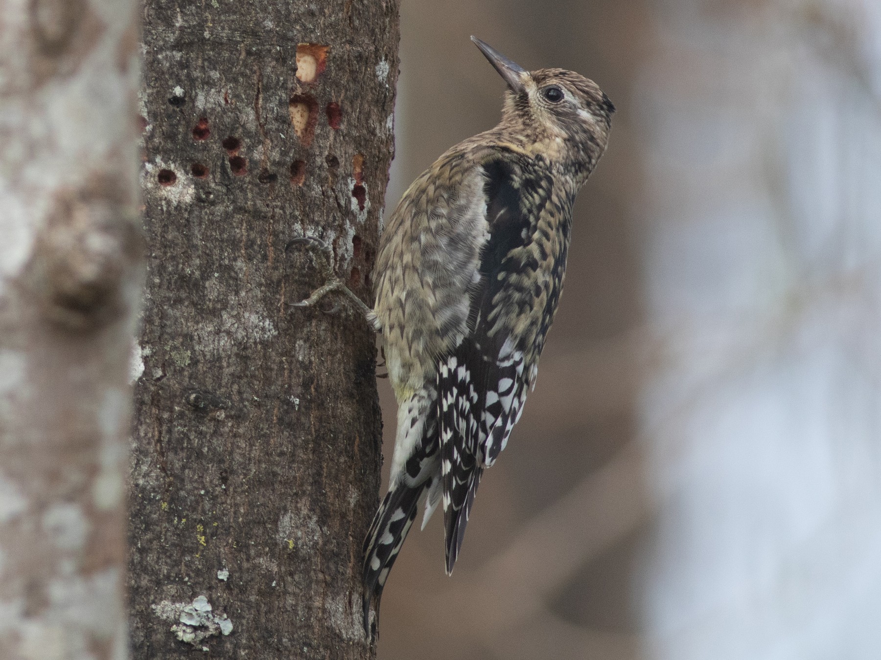 Carpintero Pechiamarillo - eBird