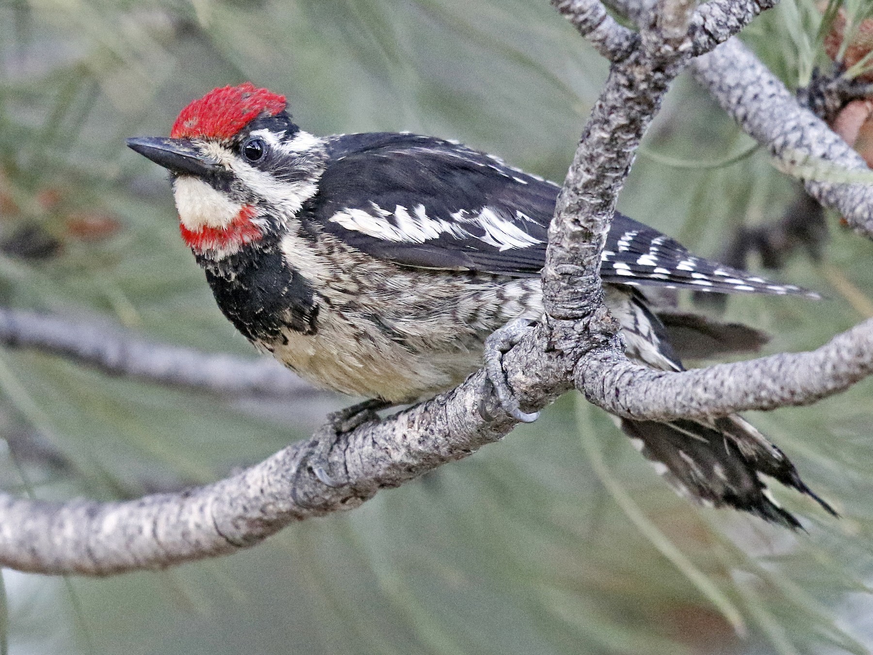 Red Bellied Sapsucker
