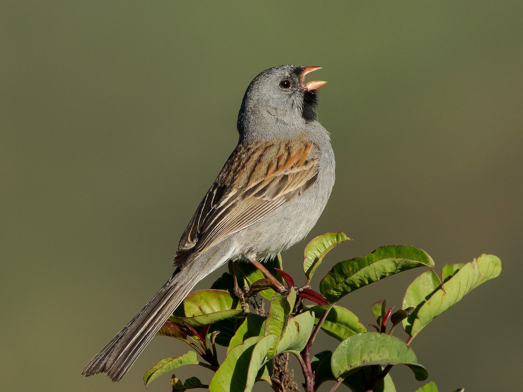Black-chinned Sparrow - eBird