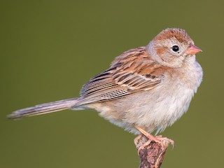 Field Sparrow - eBird