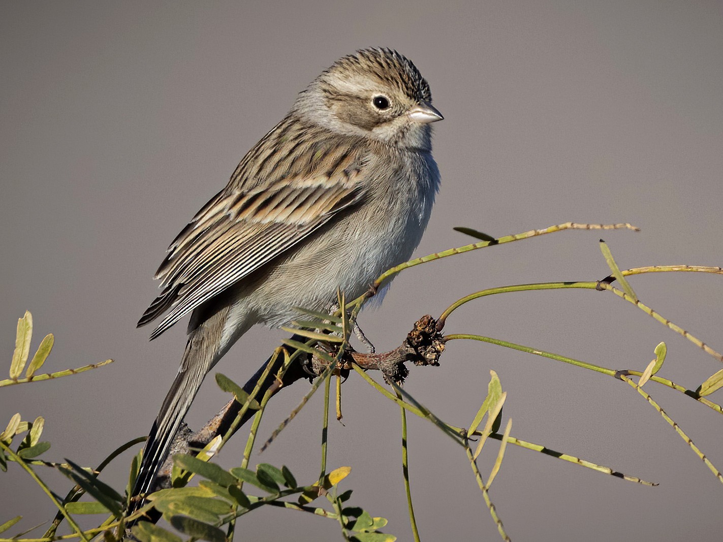 Brewer's Sparrow - eBird