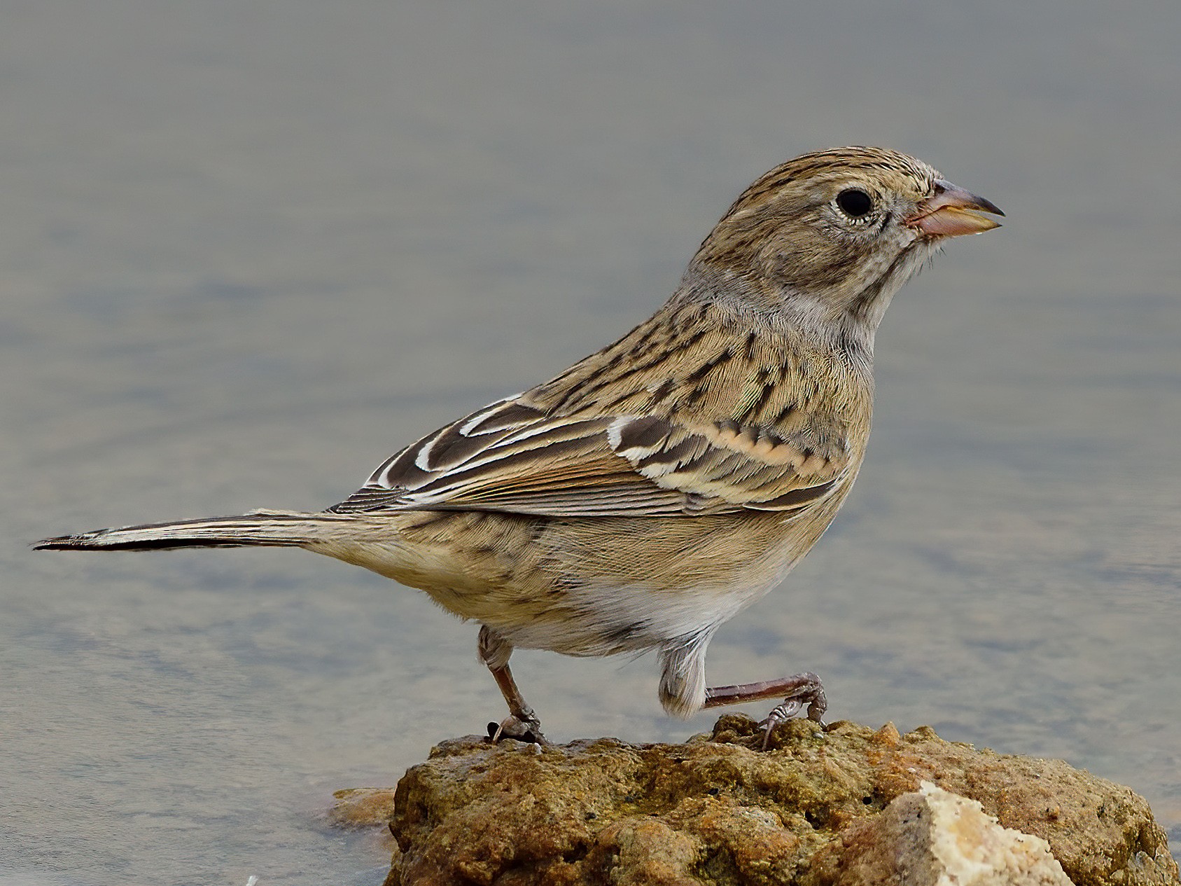 Brewer's Sparrow - eBird