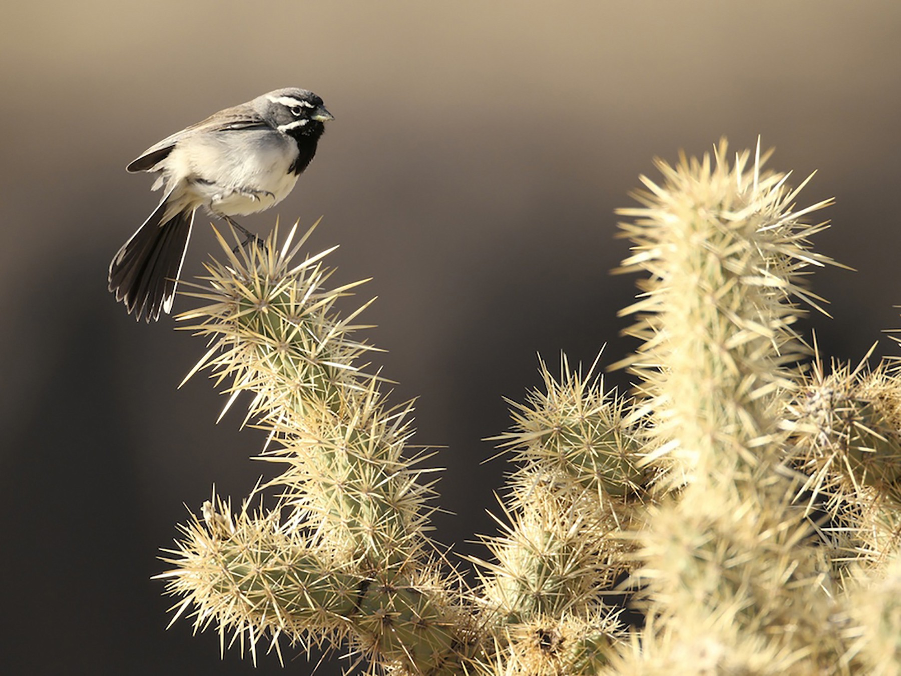 Black-throated Sparrow - eBird