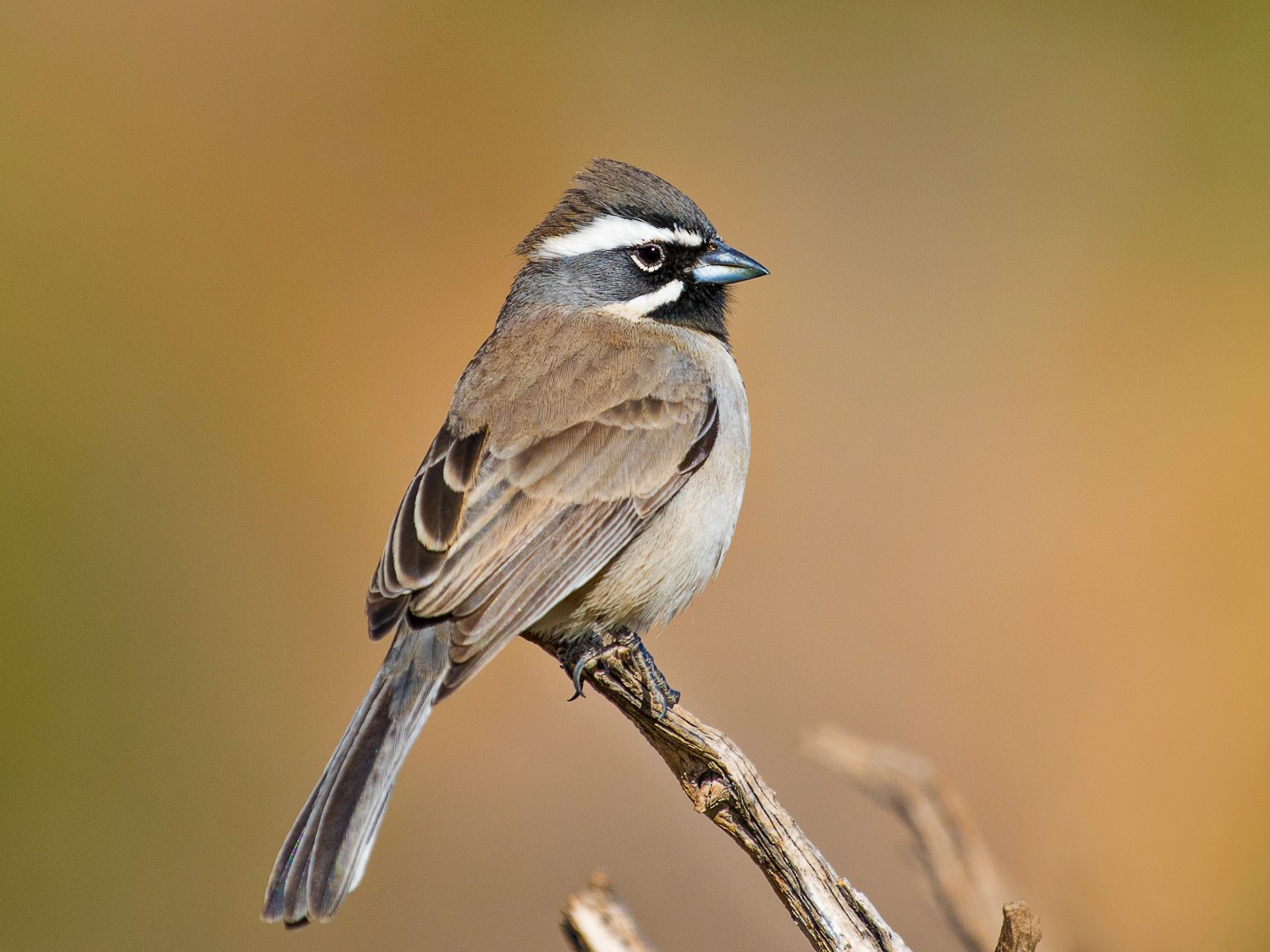 Black-throated Sparrow - eBird