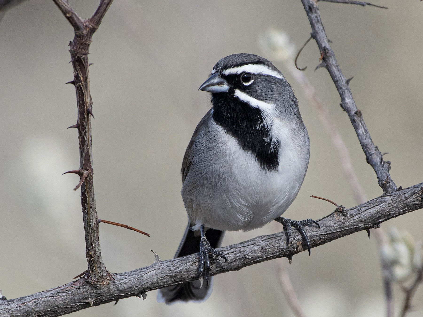 Black-throated Sparrow - eBird