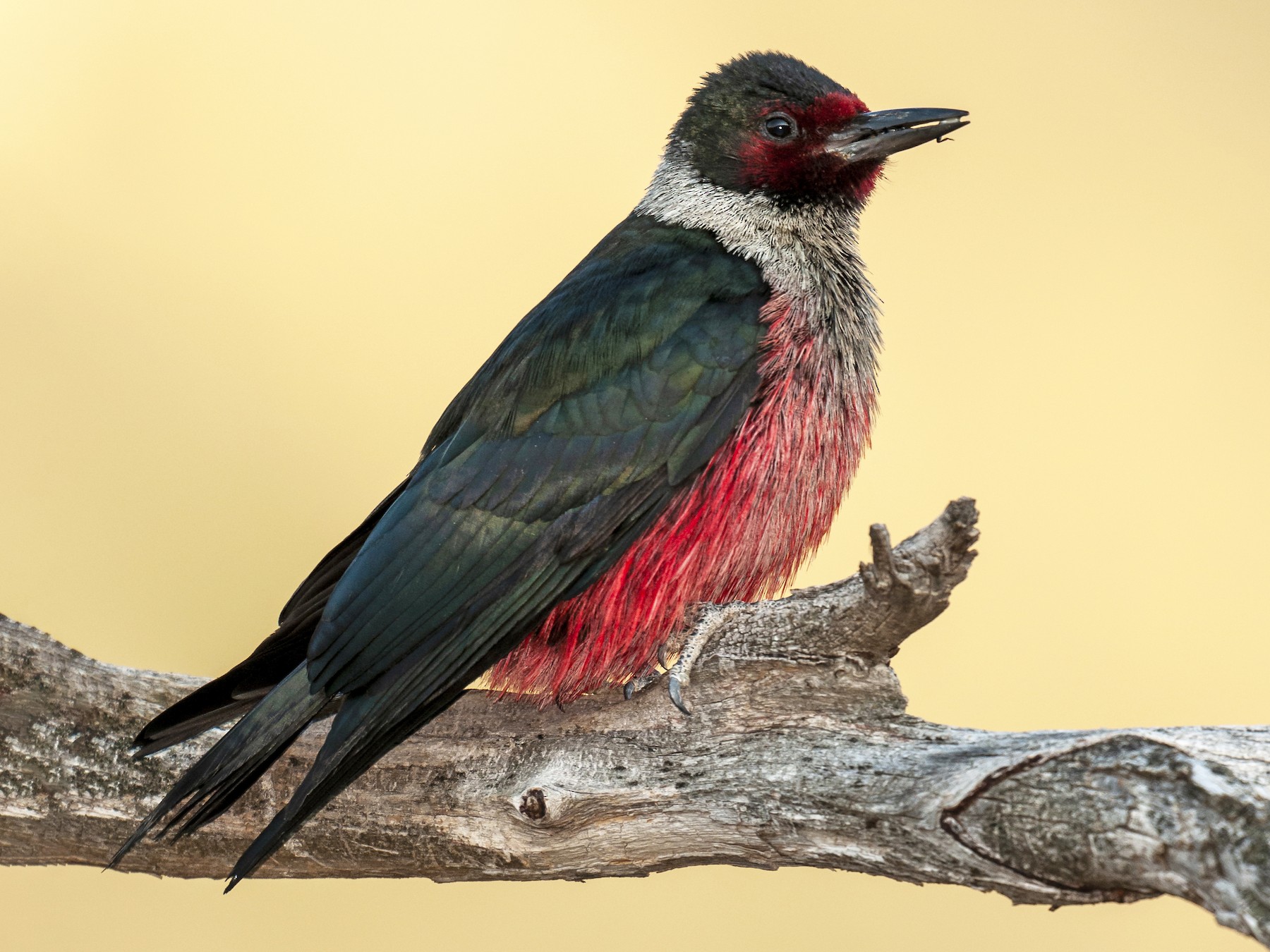 Lewis's Woodpecker - eBird