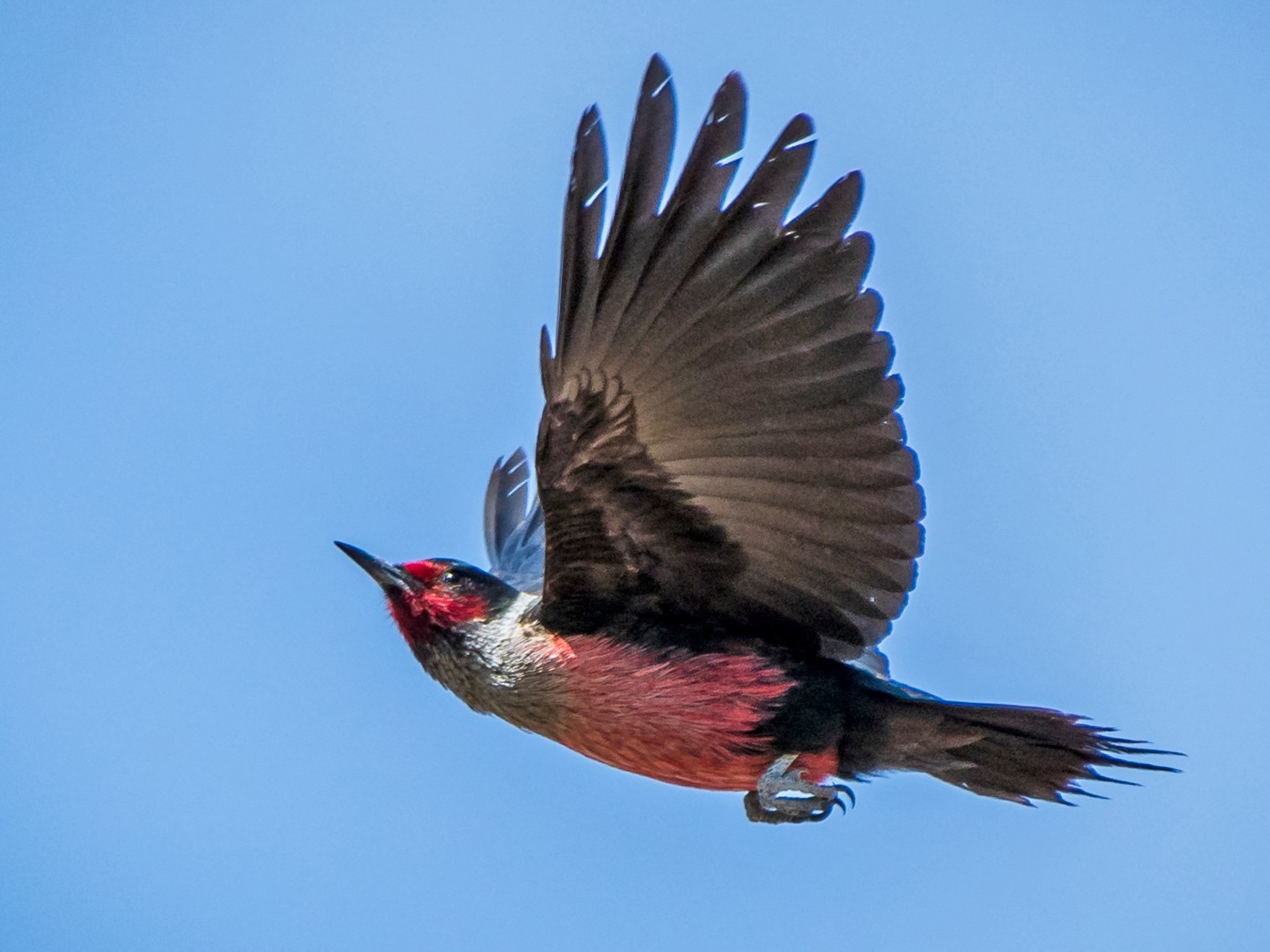 Lewis's Woodpecker - eBird