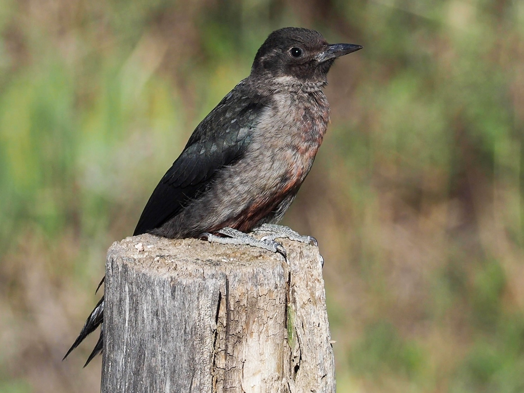 Lewis's Woodpecker - eBird